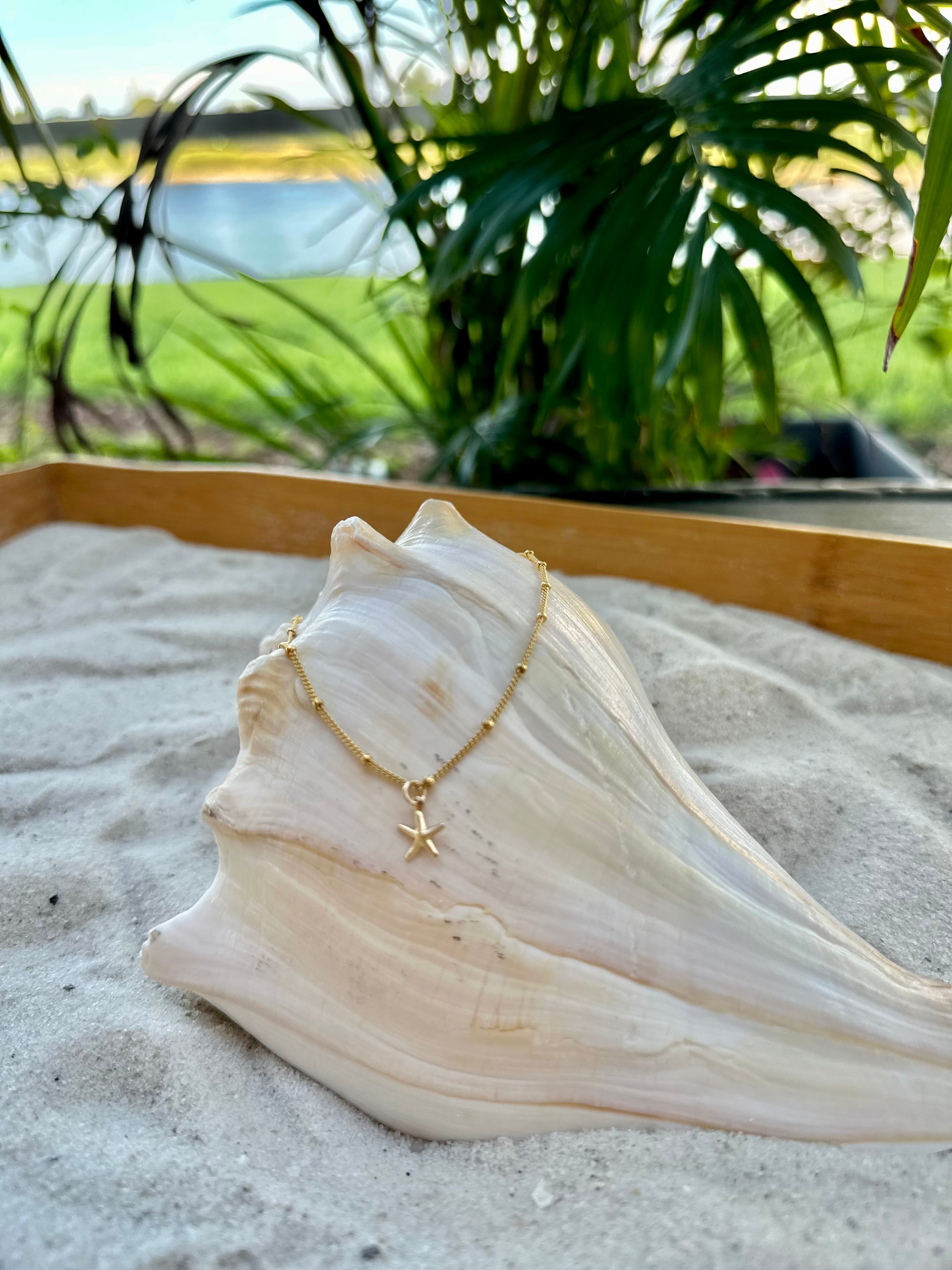 Seashells by the Seashore Shop