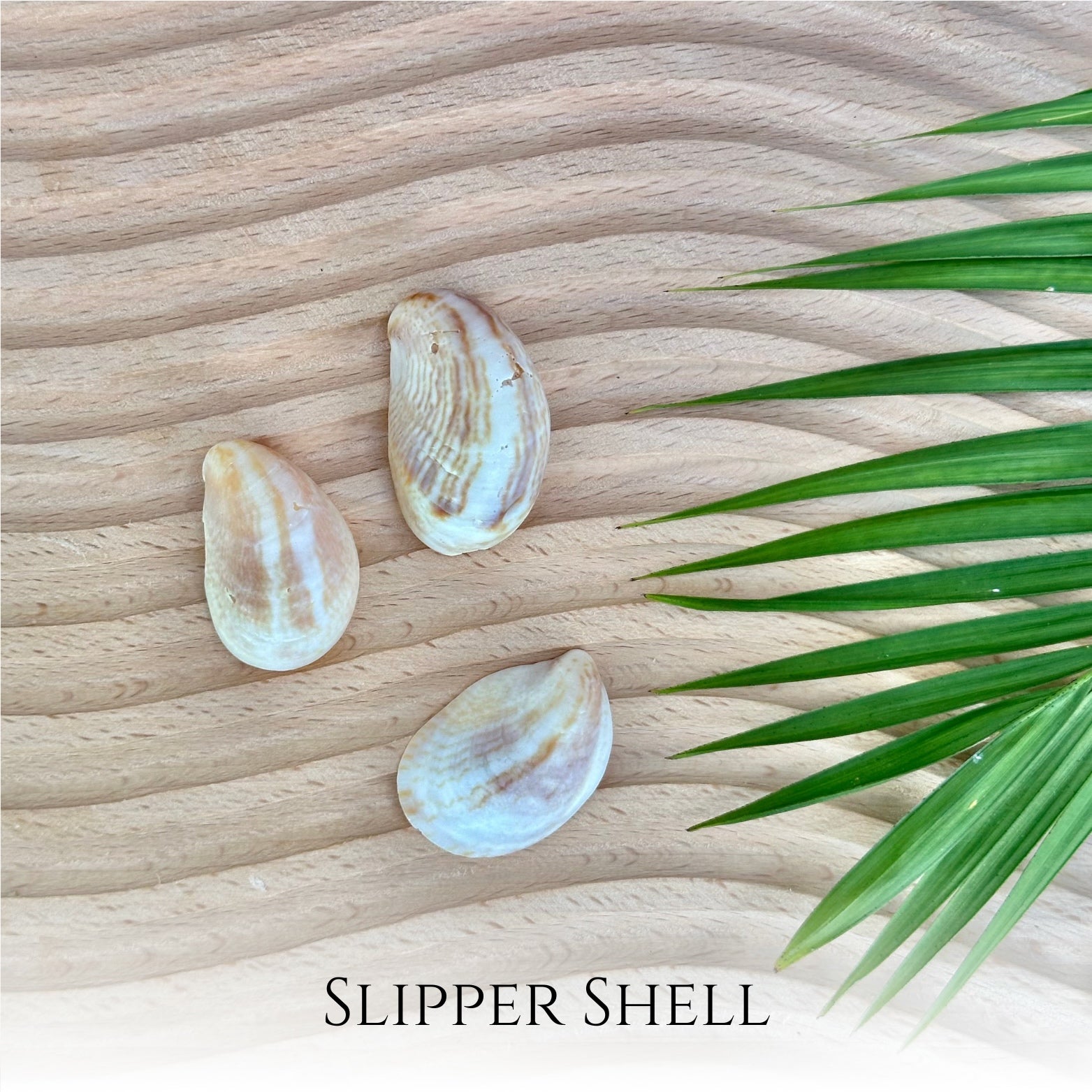Slipper Shell – Seashells by the Seashore