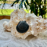 Seashells by the Seashore Shop